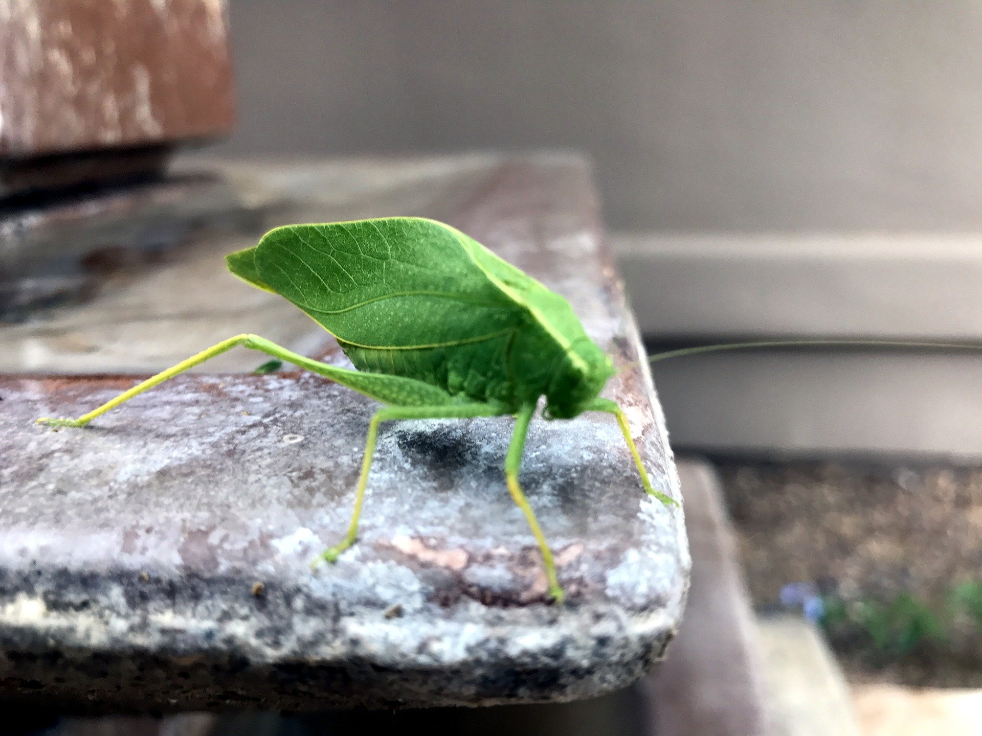 The Sounds of Mythical Creatures: Top 5 Animal Auditory Ideas