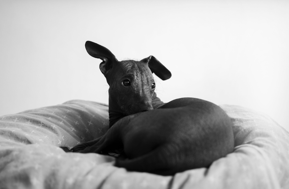 Top 10 Friendly SCPs - The Angry Noodle